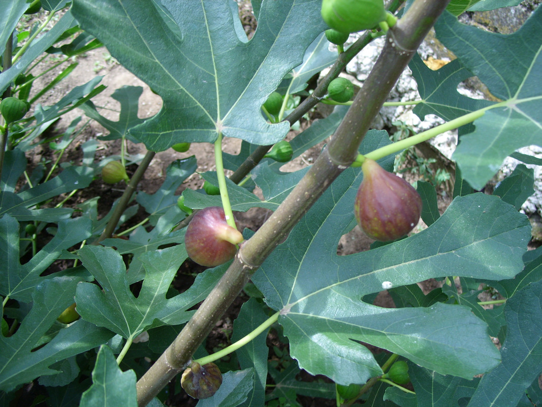 Violette de Bordeaux - Ourfigs.com