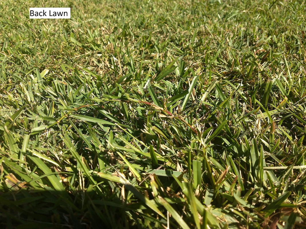Back Lawn 1 — Postimages