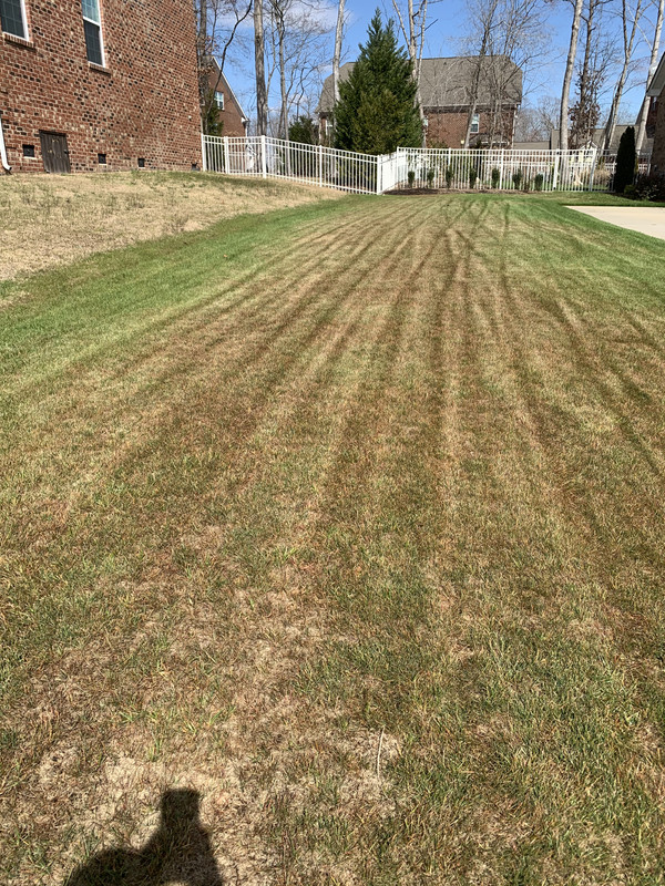 What's up with my ryegrass | Lawn Care Forum