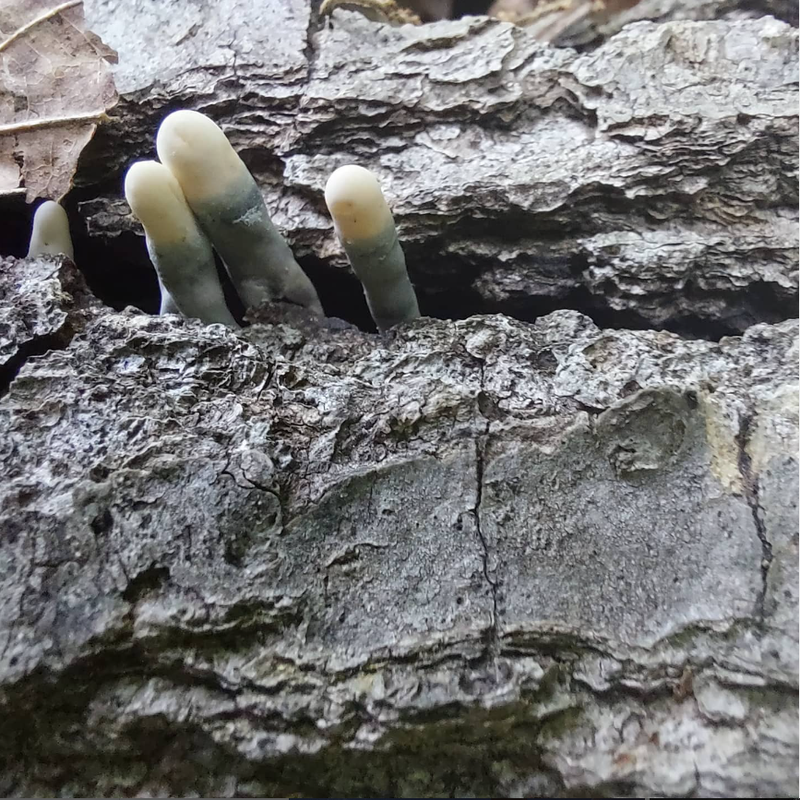 fingerfungus — Postimages