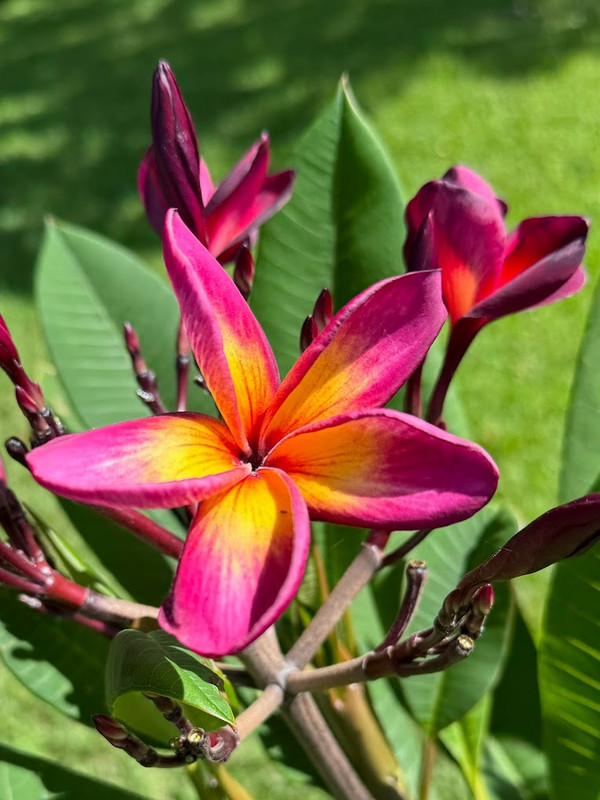 Online Tree Hub - Home