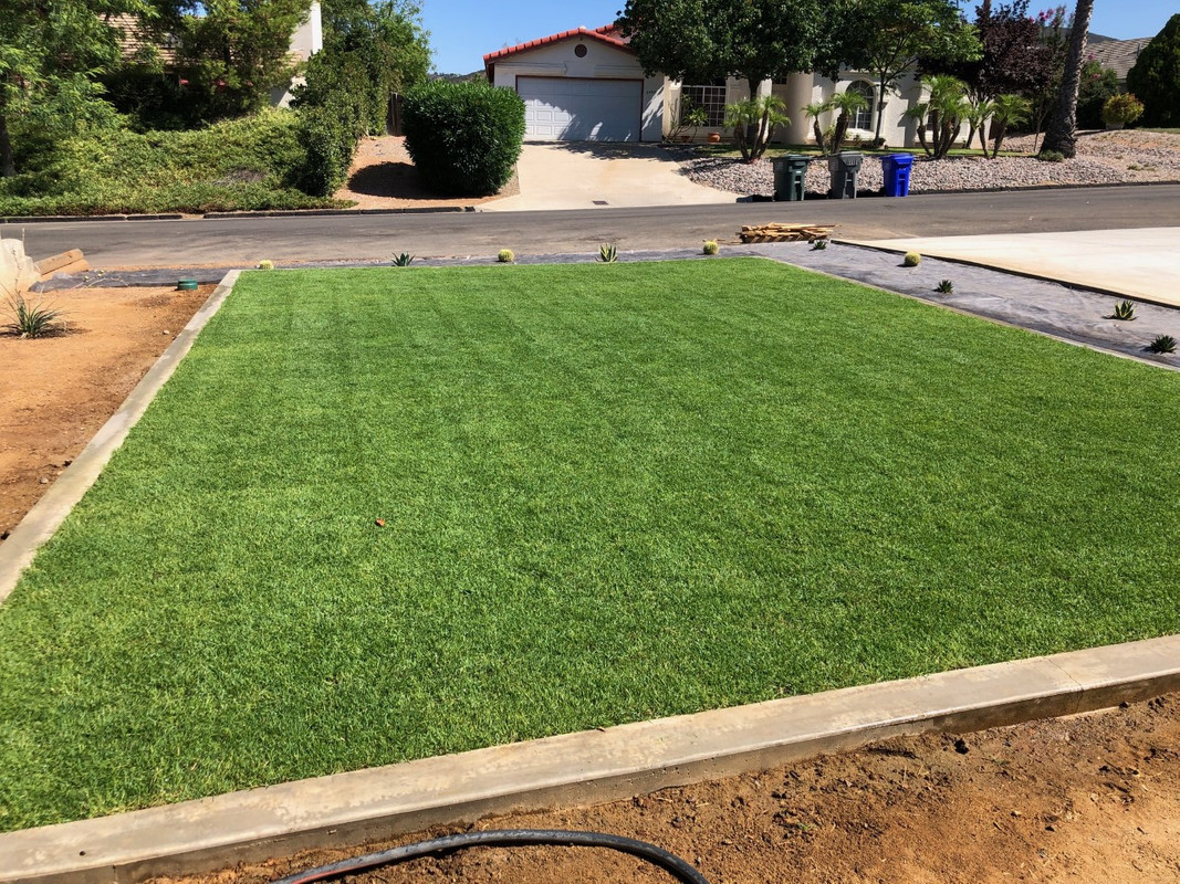 Seashore Paspalum Lawn Journal | Lawn Care Forum