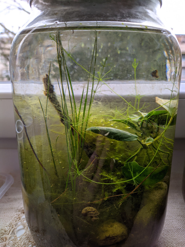 Books about the plants/animals found in ecospheres? : Ecosphere