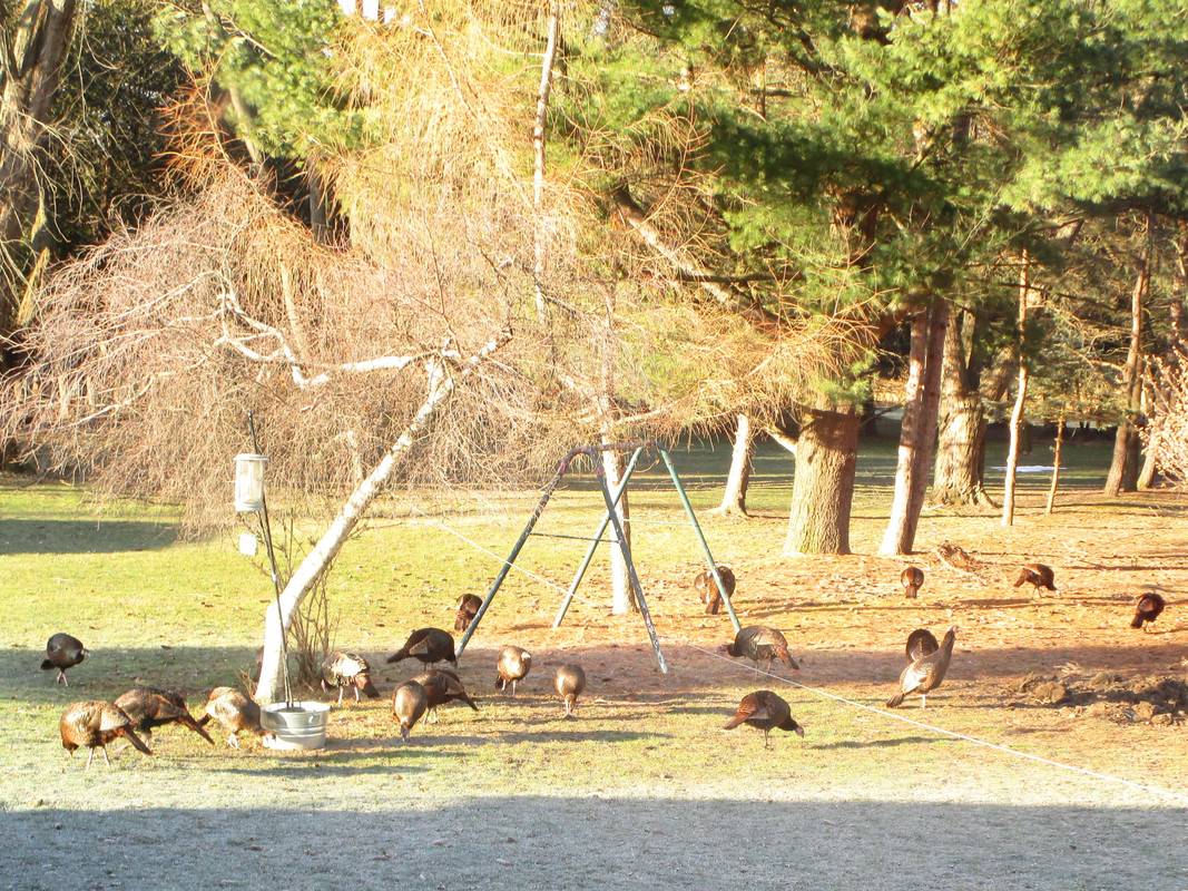 IMG 0902 — Postimages