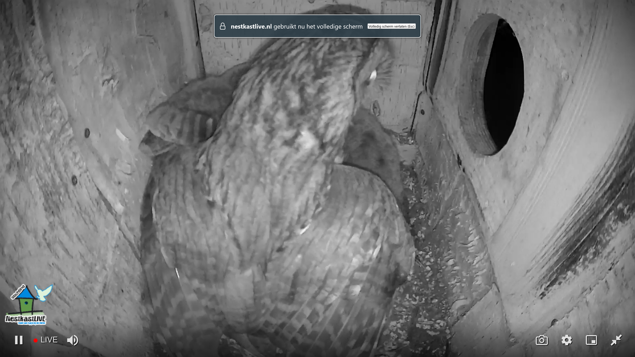 Schermopname (239) — Postimages