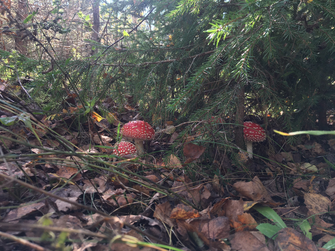 IMG 2102 — Postimages