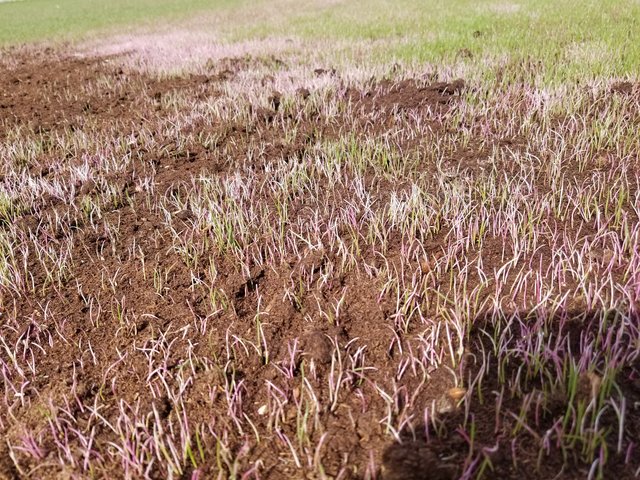 Scotts Triple Action Bleaching New Grass Seed | Lawn Care Forum