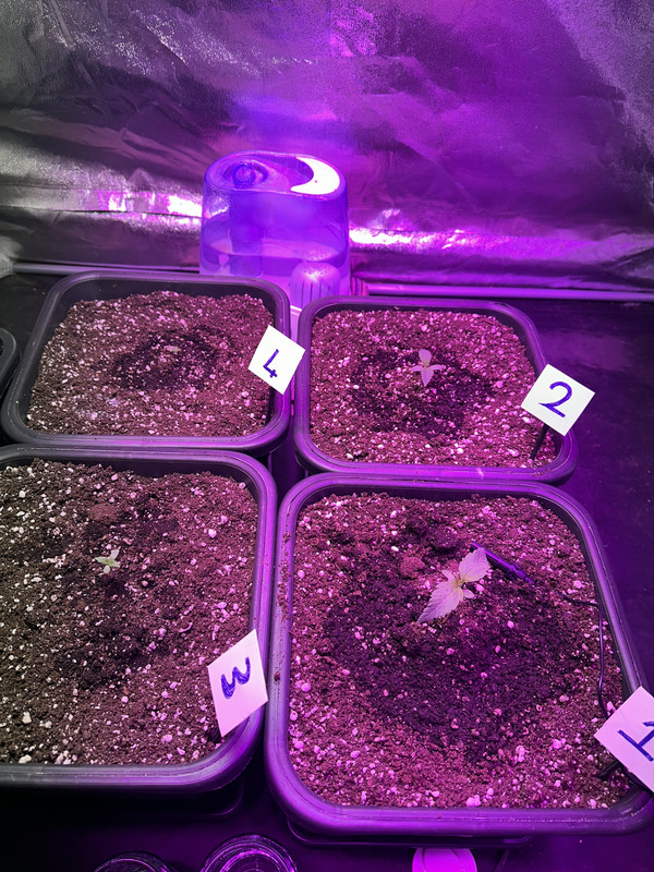 IMG 3879 — Postimages