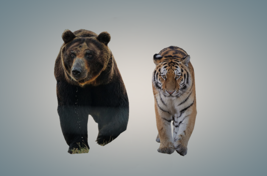 Amur Tiger and Ussuri Brown Bear Size Comparison - Valley Of The Beasts