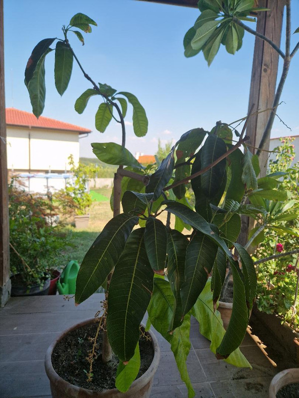 mango4 — Postimages