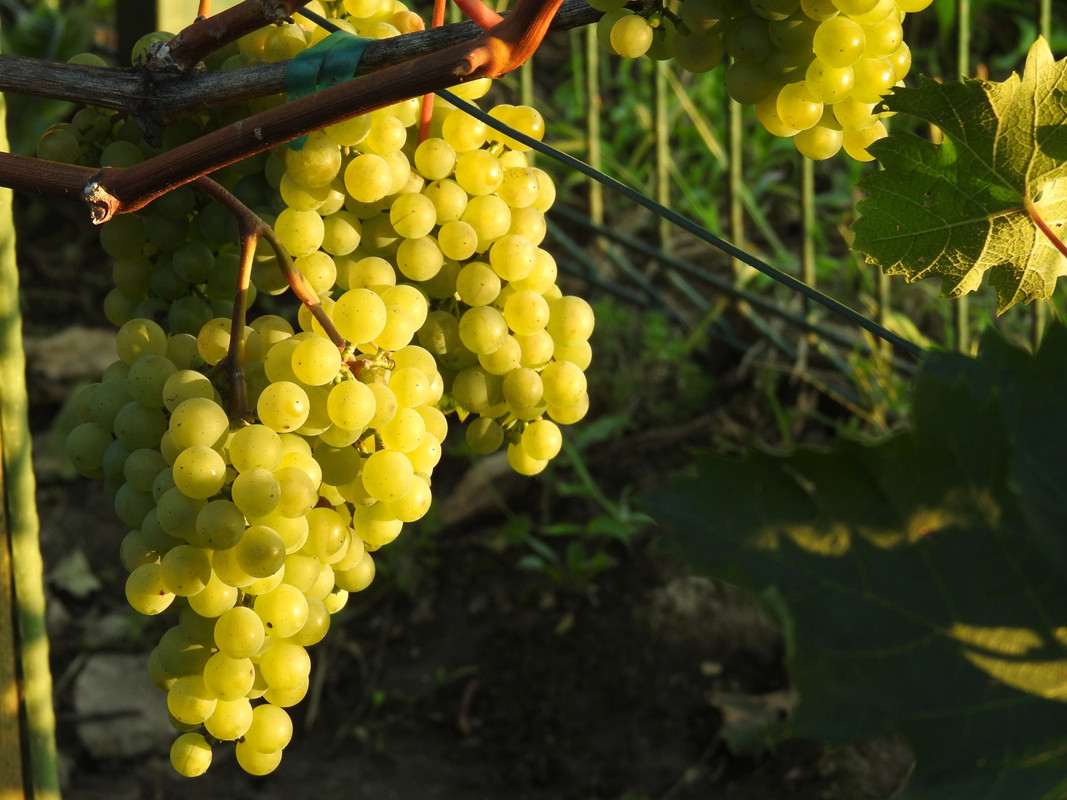 Pannonia — Postimages