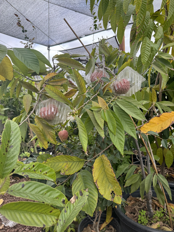 IMG 4731 — Postimages