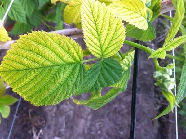 Why plants and leaves turn yellow how to fix It! – Sopriza