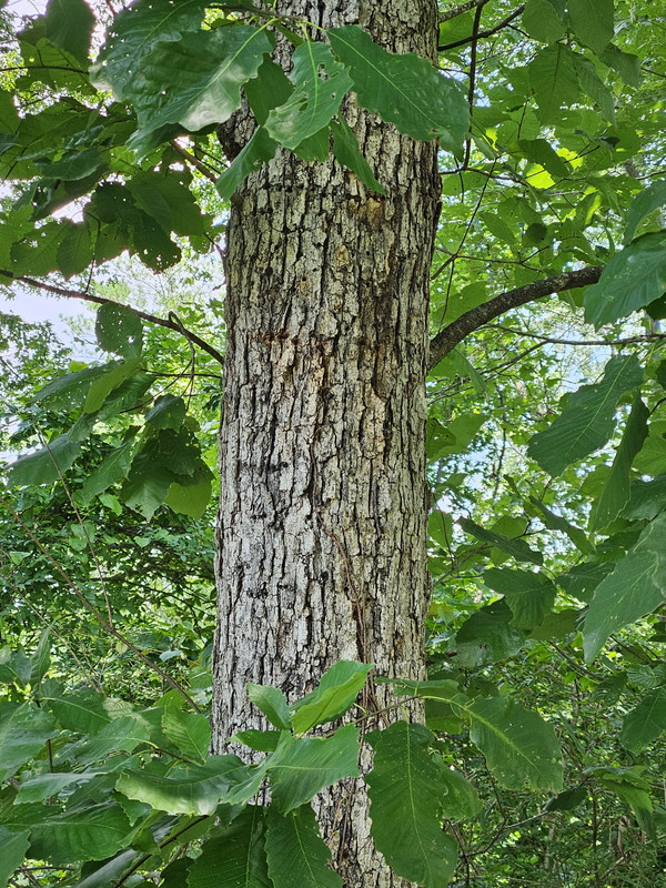 Swamp White Oak — Postimages
