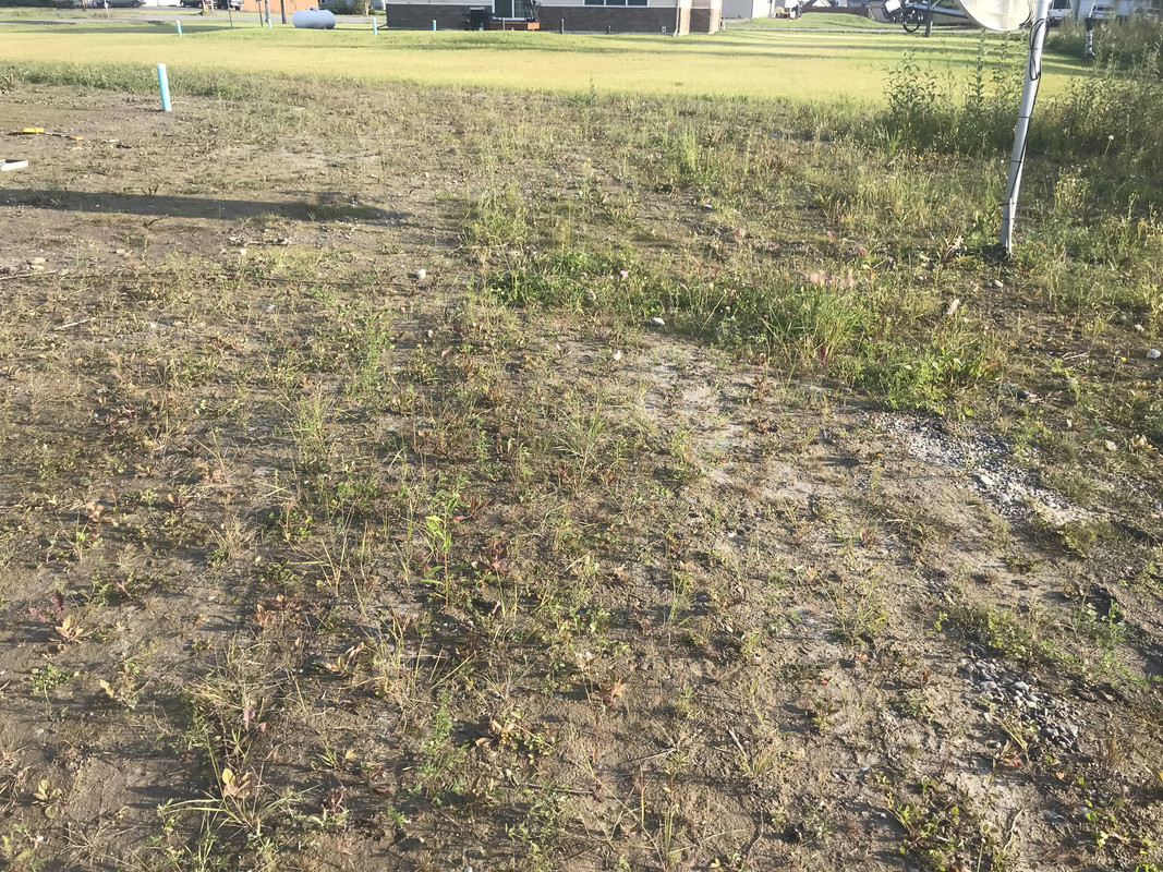 How to maintain weedy lot | Lawn Care Forum