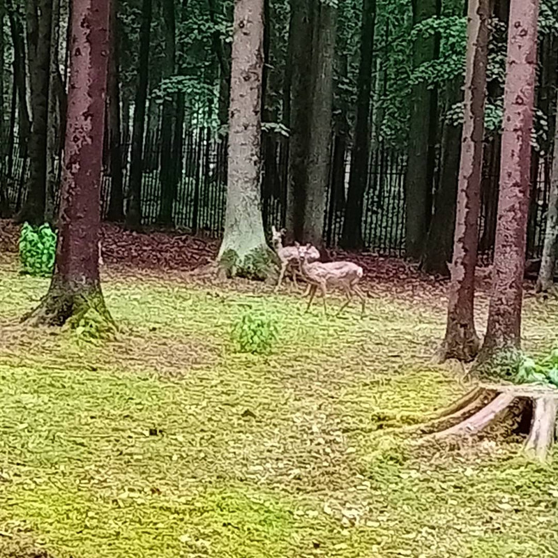 IMG 20210609 233047 790 — Postimages