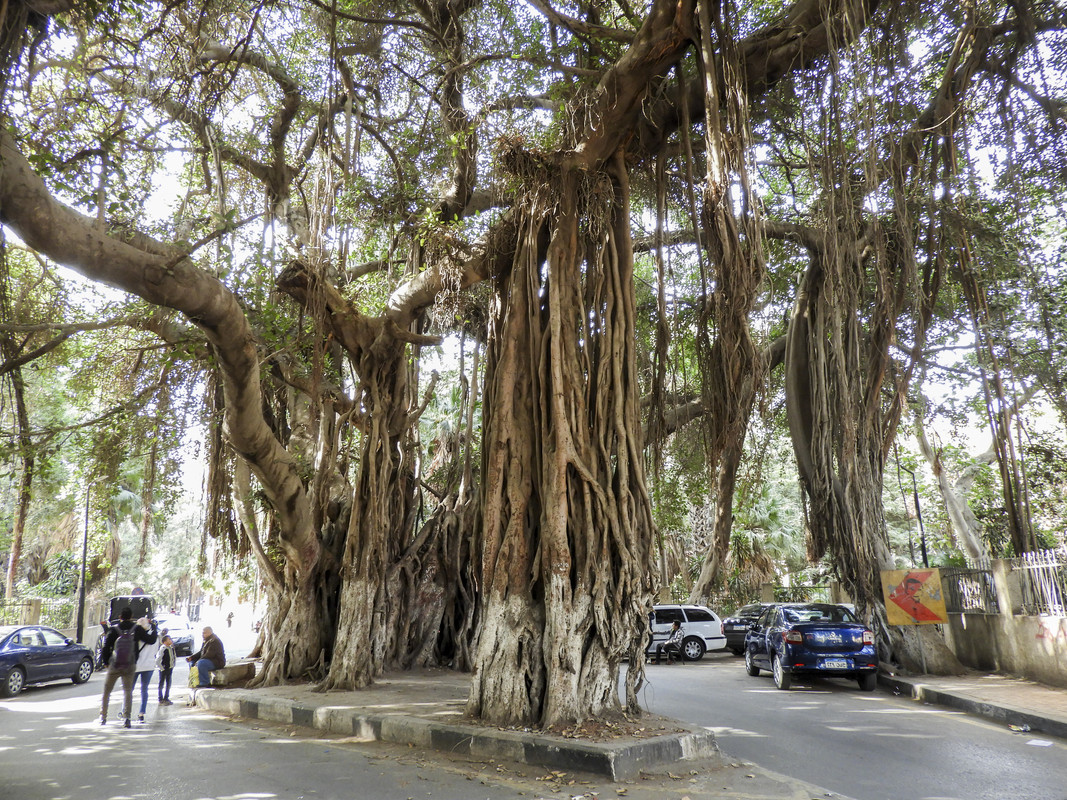 January 11 Nile Boutique View 12 Bengali fig — Postimages