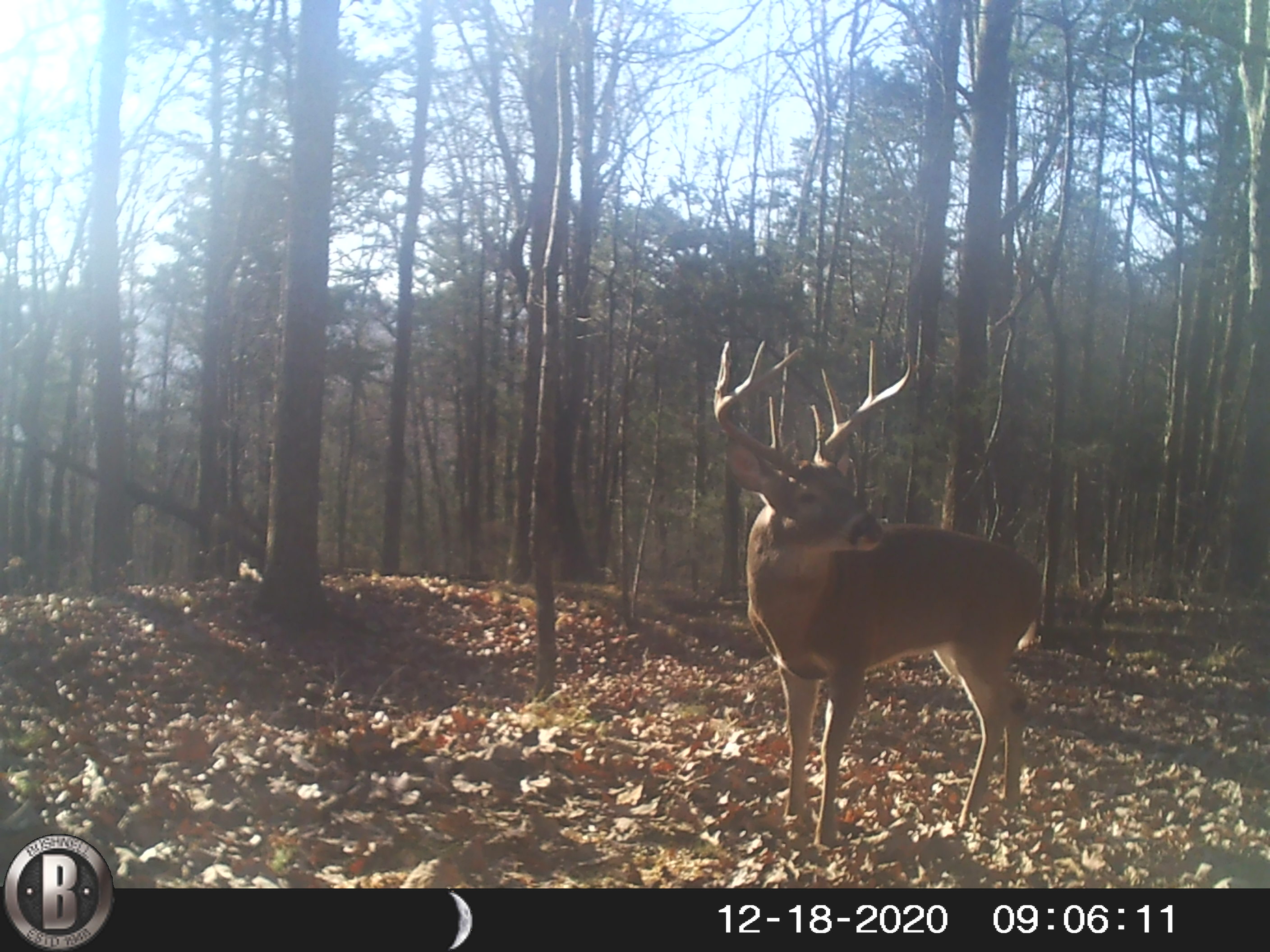 big boy — Postimages