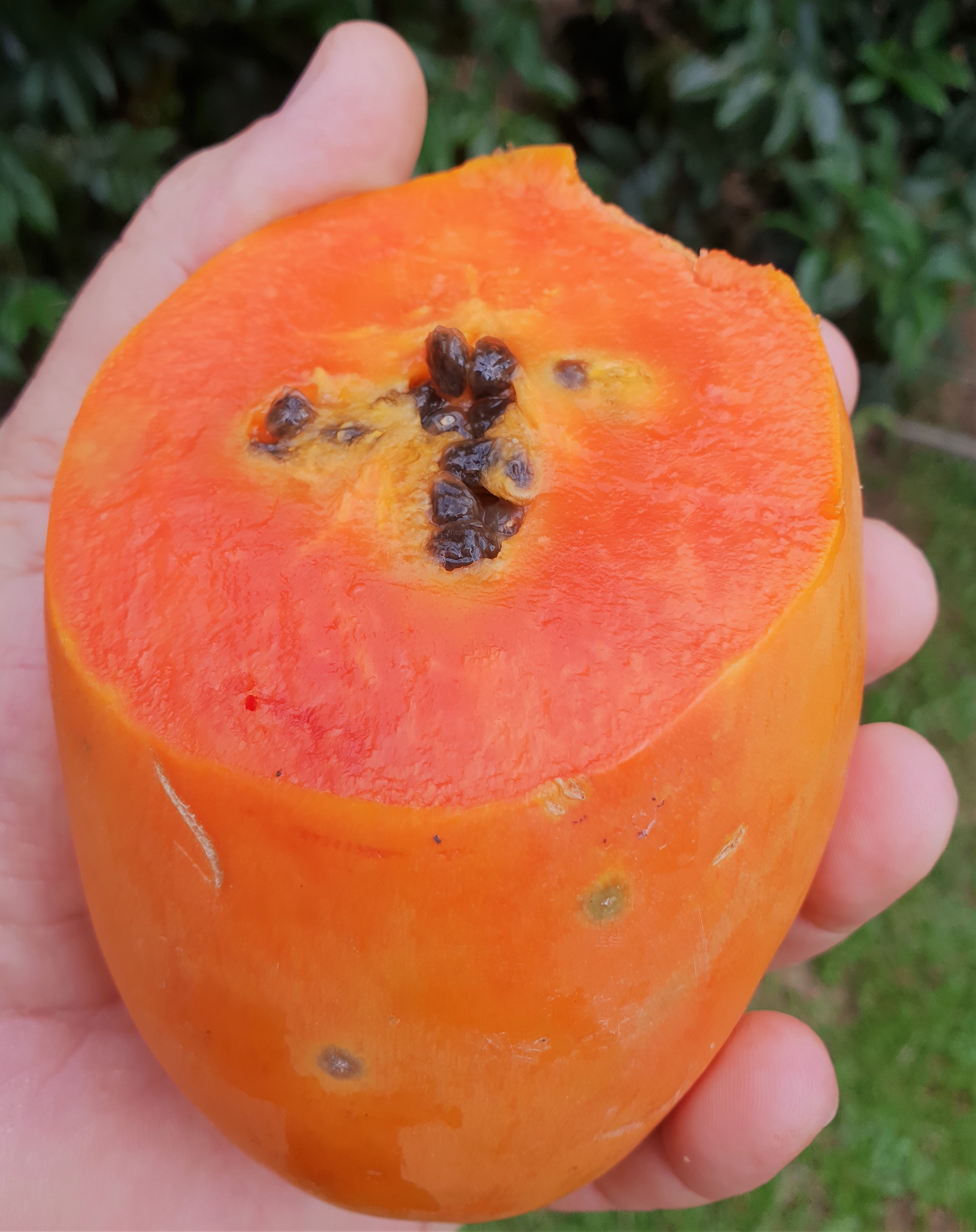 aaaaa good red paw paw (2) — Postimages