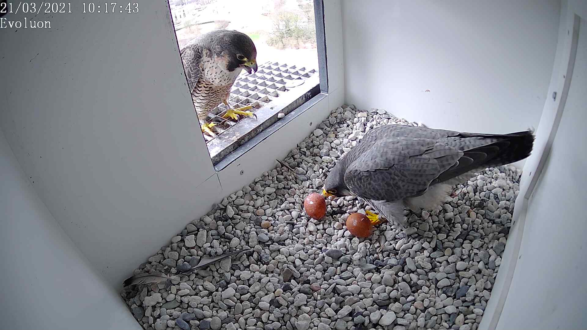 21 3b — Postimages