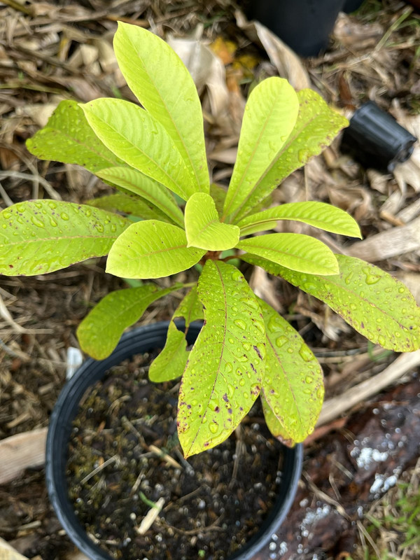 IMG 4767 — Postimages