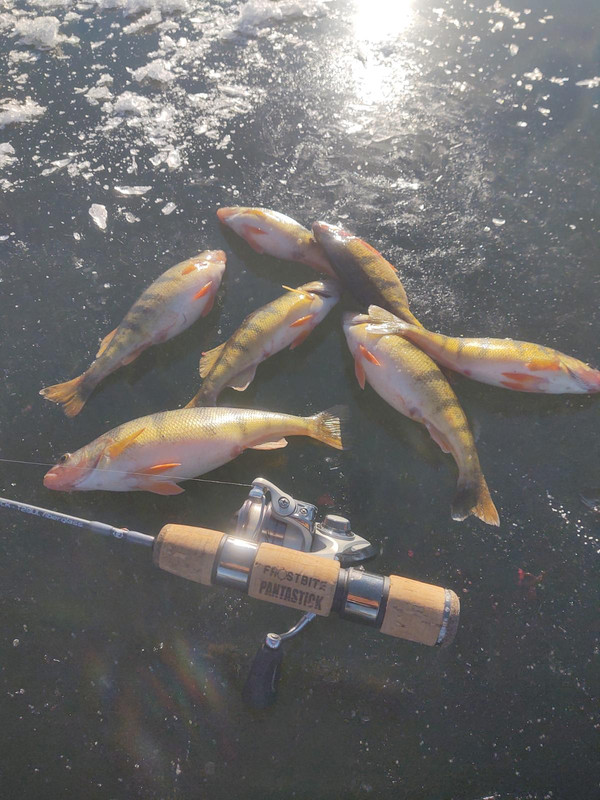 Perch — Postimages