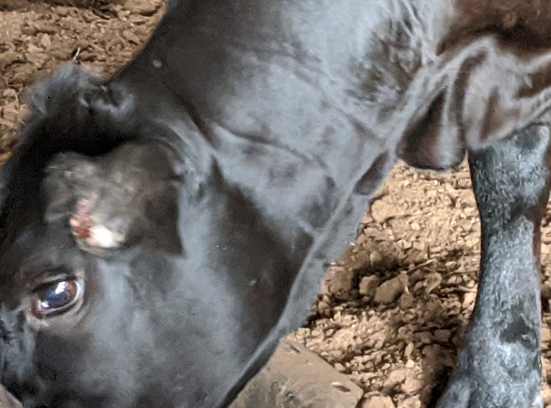 MVIMG 20200627 100655 — Postimages