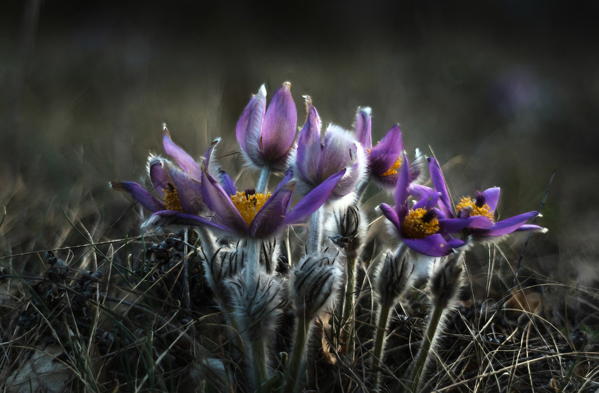 V0005343 HFB84 R 1618 — Postimages