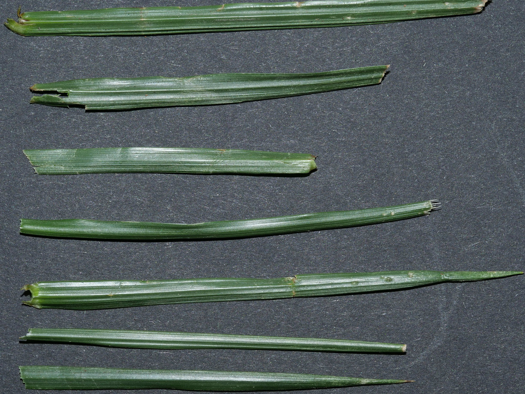 How to distinguish between TTTF and PRG | Lawn Care Forum