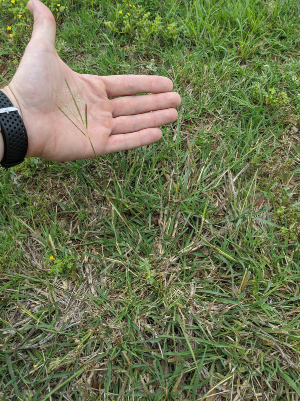 King ranch bluestem? | Lawn Care Forum