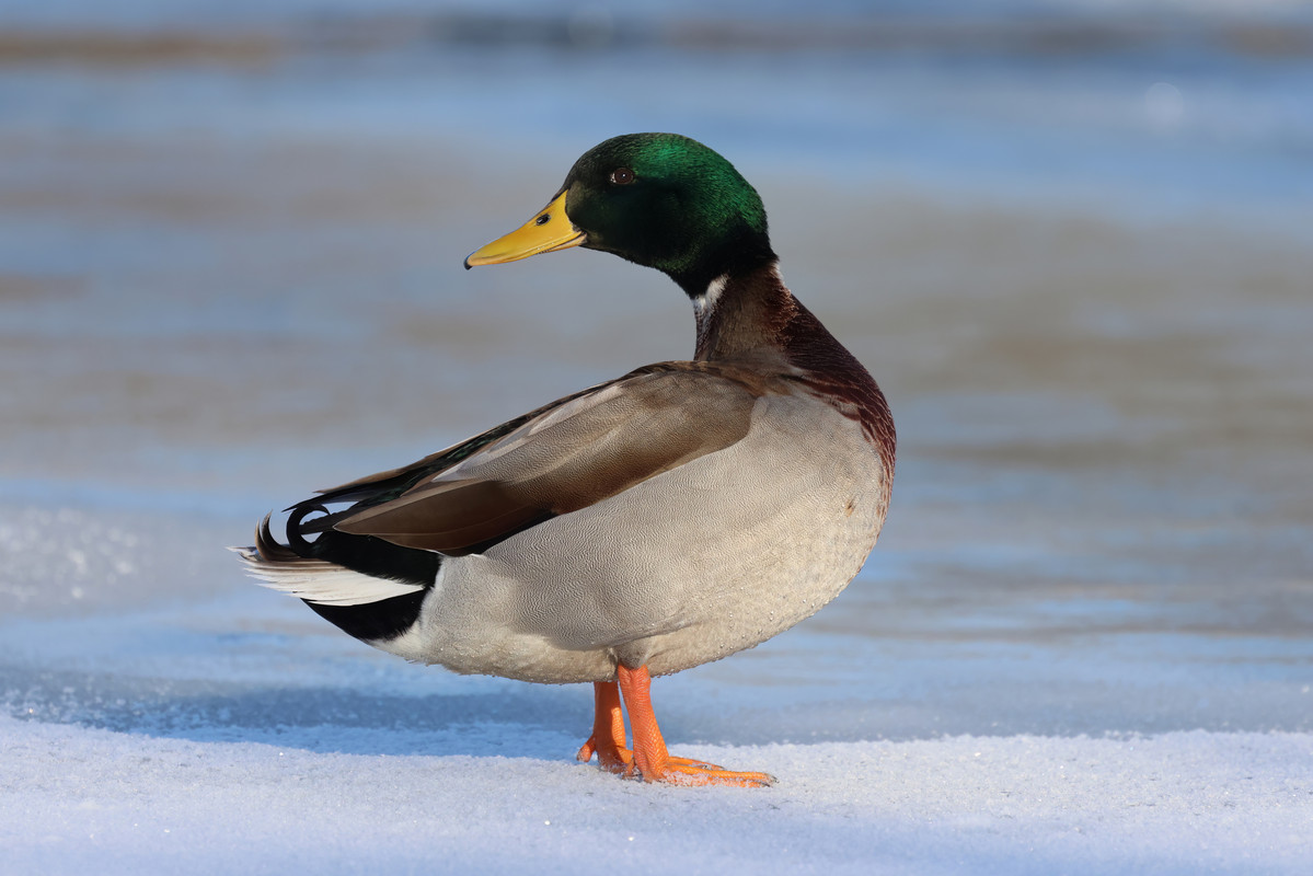 5 E3 A3391 topaz denoise sharpen — Postimages