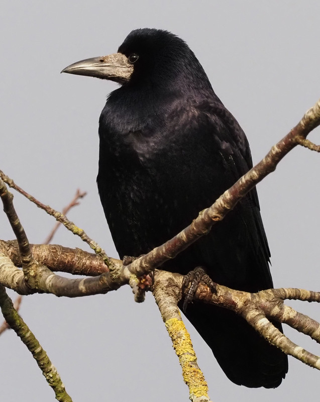 P1020083 resize — Postimages