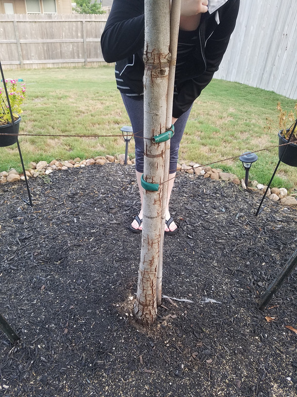 Tree 3 — Postimages