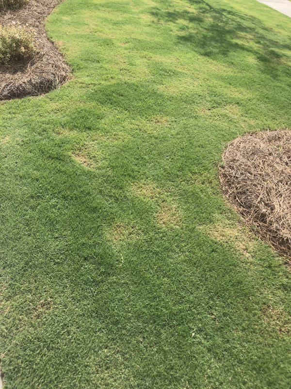 Bermuda Yellow spots | Lawn Care Forum