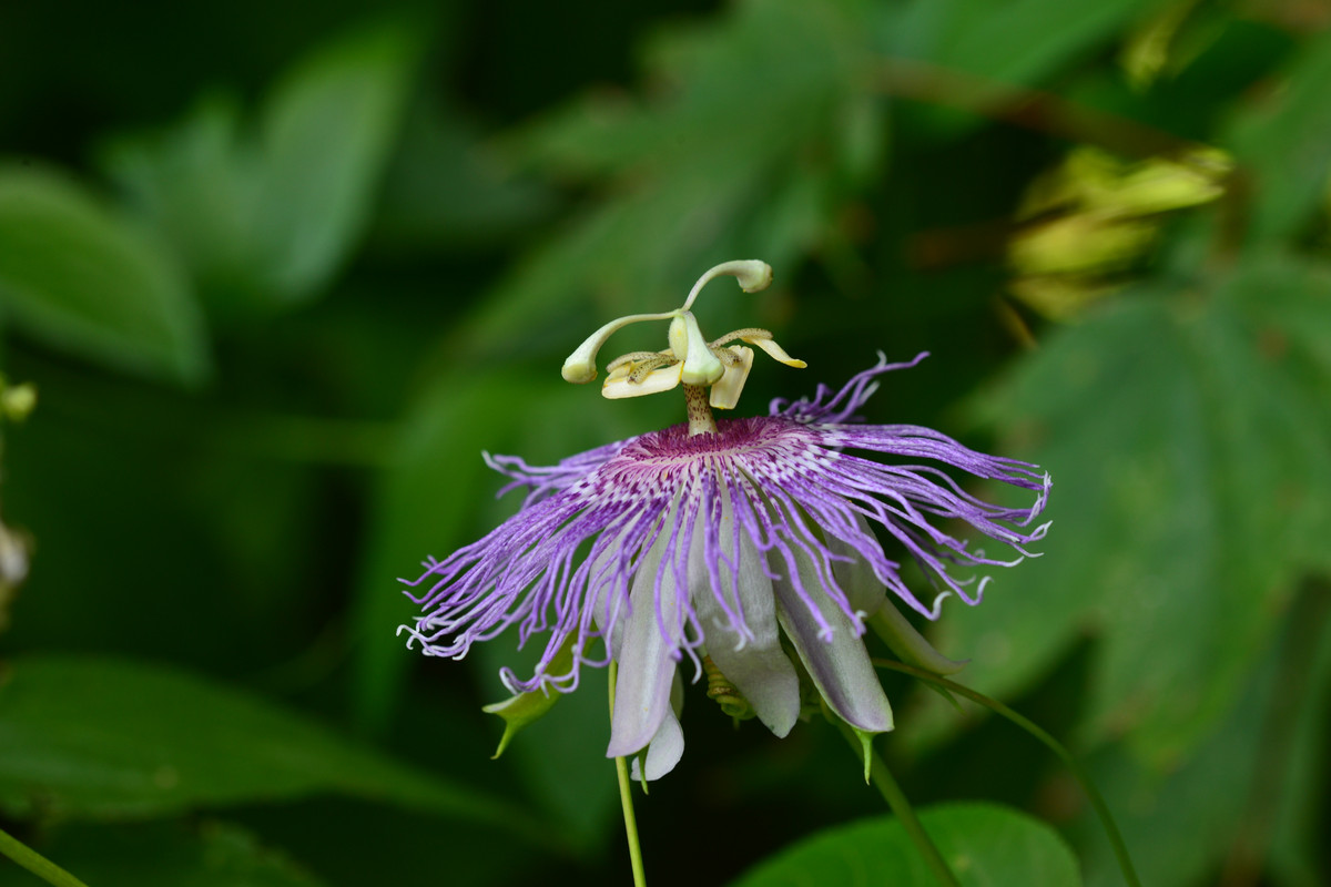 DSC 1235 — Postimages