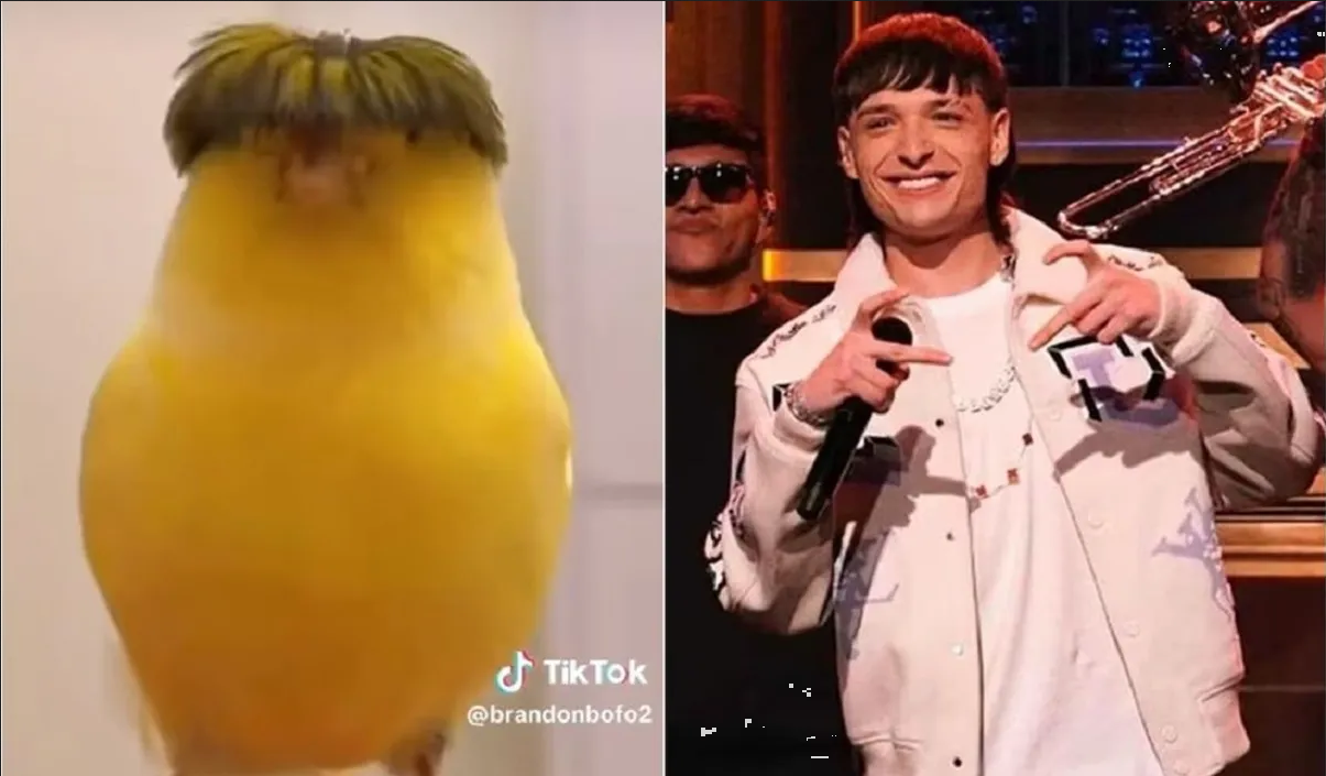 Pjaro se fusiona con Peso Pluma y causa sensación en TikTok - Imperio Noticias