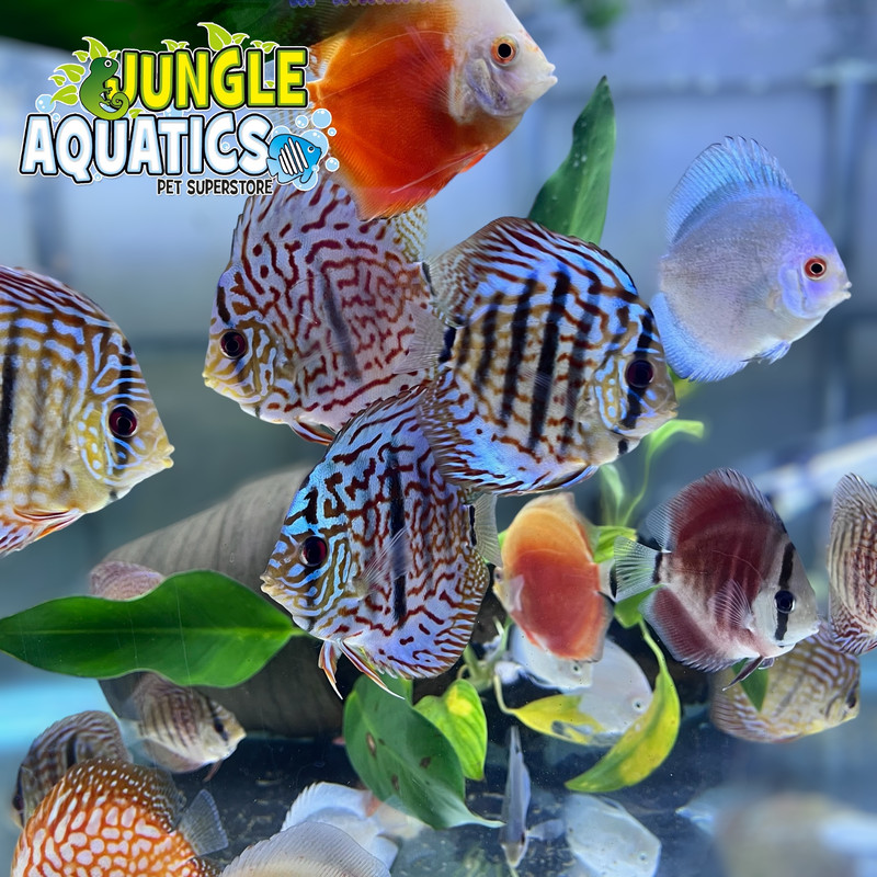 Discus Shipment - OCT 2023 | Tropical Aquariums SA