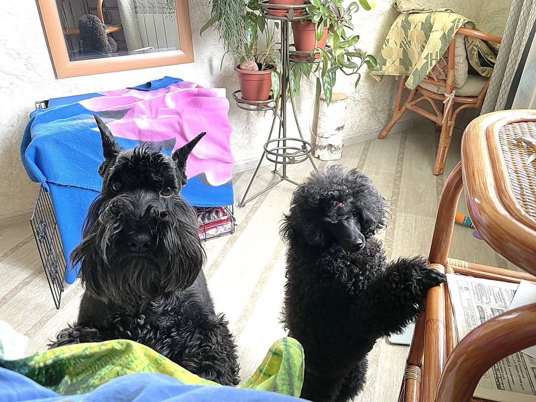 IMG 2686 — Postimages