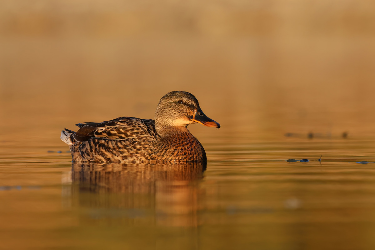 5 E3 A2798 topaz denoise sharpen — Postimages