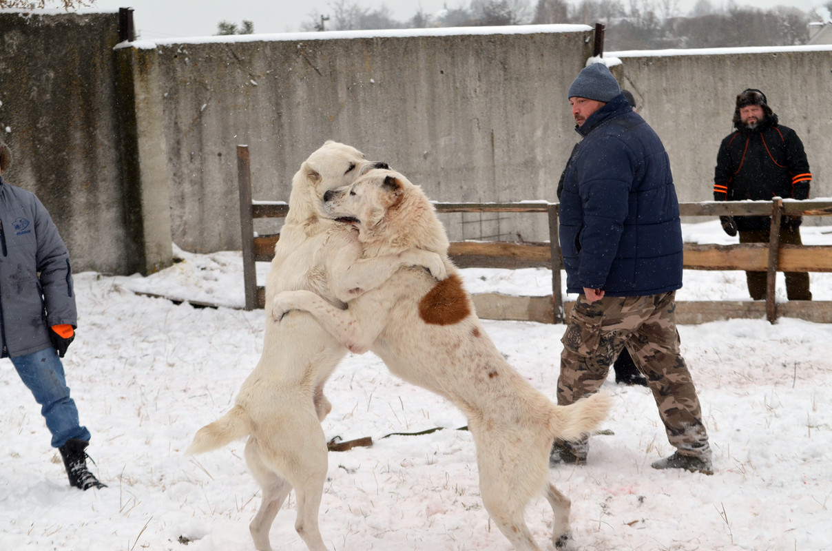 DSC 0403 — Postimages