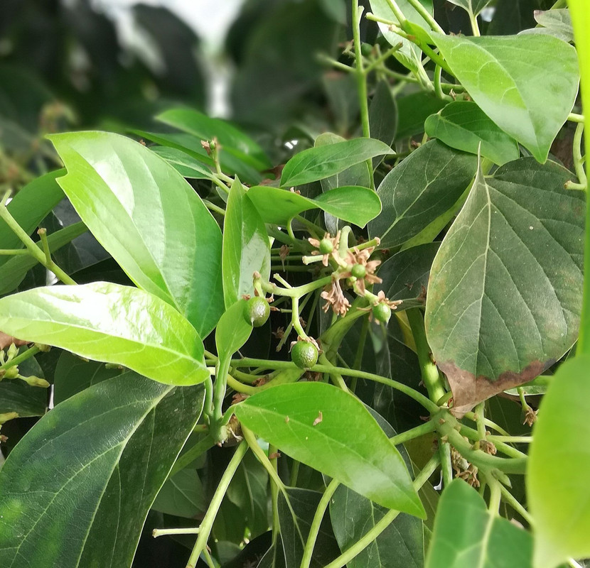 Reed Fruit June2 — Postimages