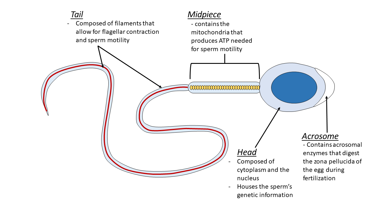 Draw a sperm below, and identify the acrosome, head, midpiec | Quizlet