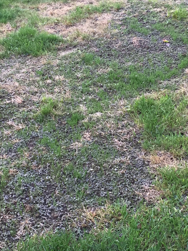 IMG 3757 — Postimages