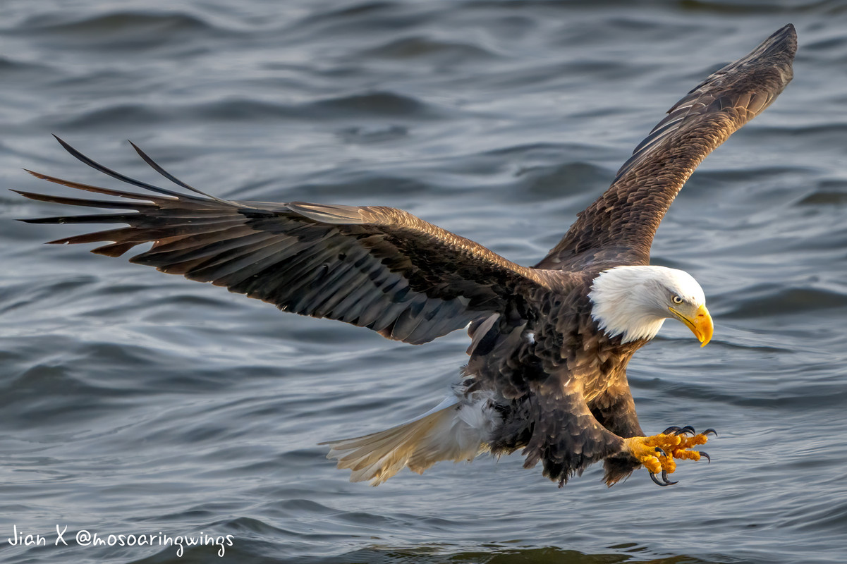 Z8 W7082 SW — Postimages