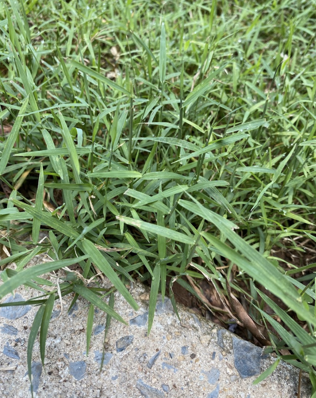 Is this Nimblewill? | Lawn Care Forum