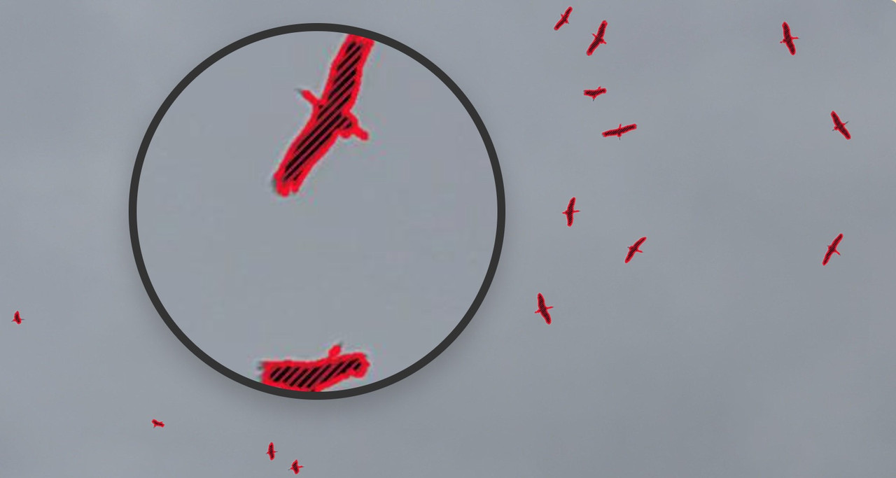 Accurate birds shapes/segmentation | Kaggle