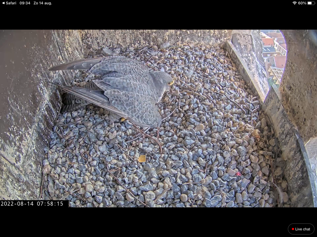 DE40 CBE3 178 D 44 D2 BAFE B370 CFDB9549 — Postimages