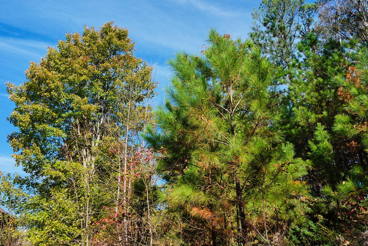 Backyard view — Postimages