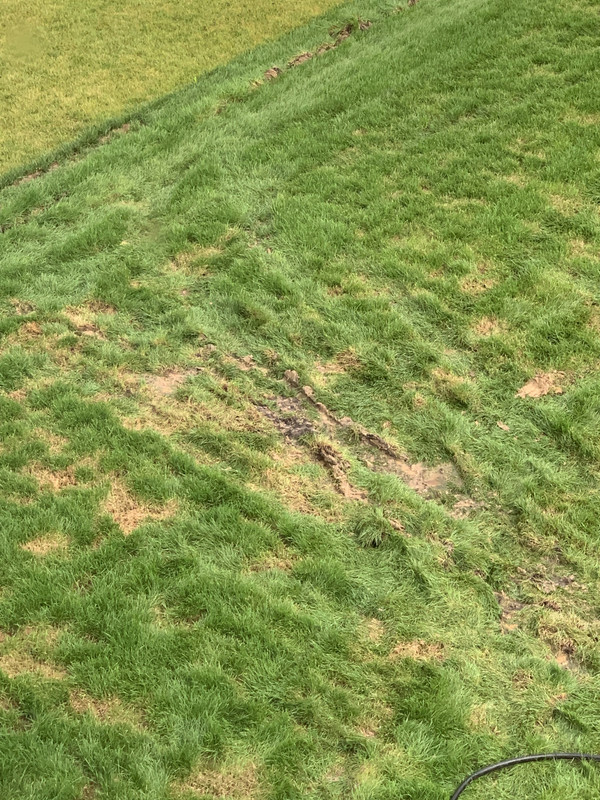 Irrigation company damaged lawn, what to do next? | Lawn Care Forum