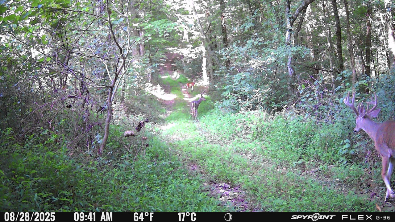Buck down, peach tree avenged - 24hourcampfire